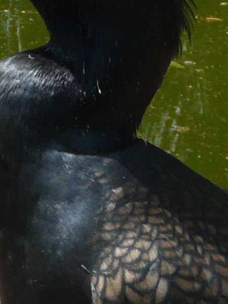 bird texture 0001 - Texturelib