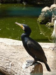 bird textures - Texturelib