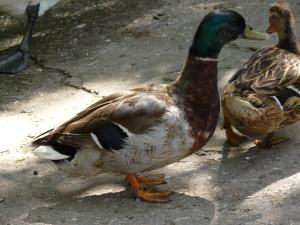 bird textures - Texturelib