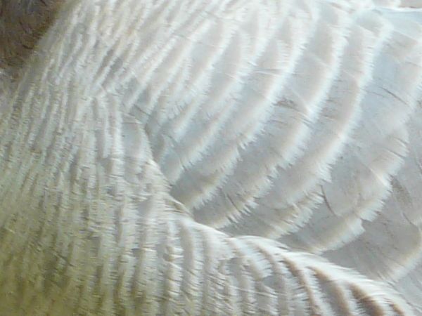 bird texture 0003 - Texturelib