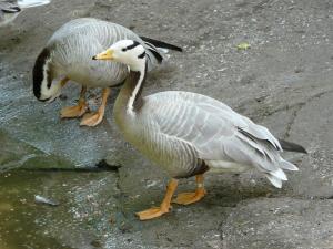 bird textures - Texturelib