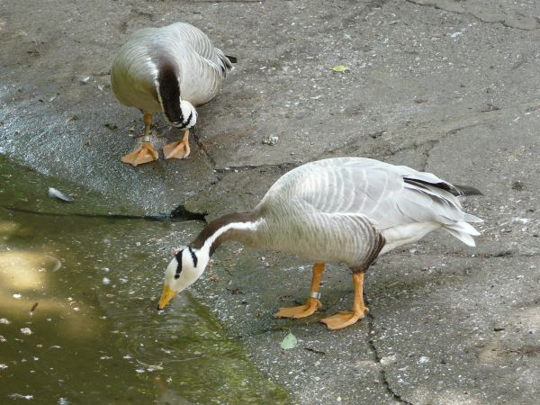 bird texture 0003 - Texturelib