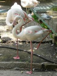 bird textures - Texturelib