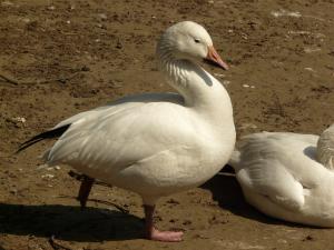 bird textures - Texturelib