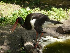 bird textures - Texturelib