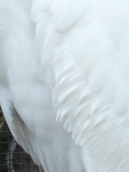 bird texture 0008 - Texturelib