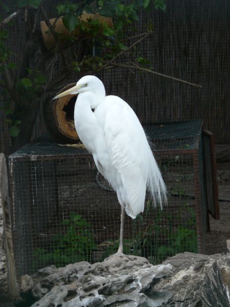 bird texture 0008 - Texturelib