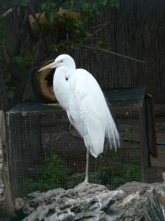 bird textures - Texturelib