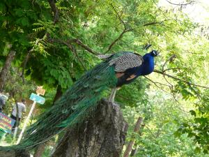 bird textures - Texturelib