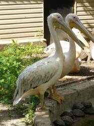 bird textures - Texturelib