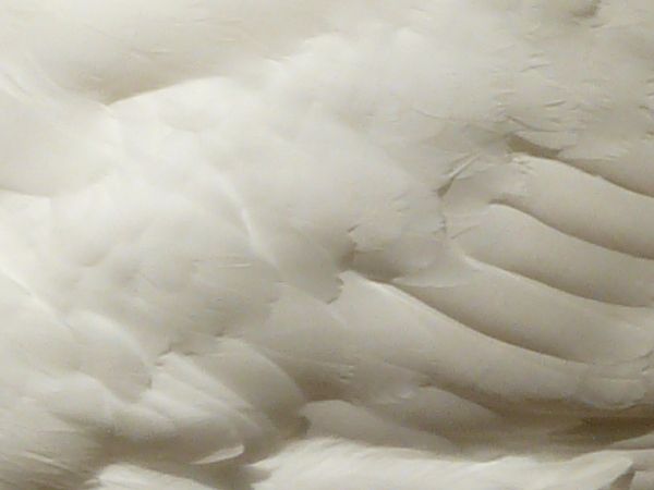 bird texture 0012 - Texturelib