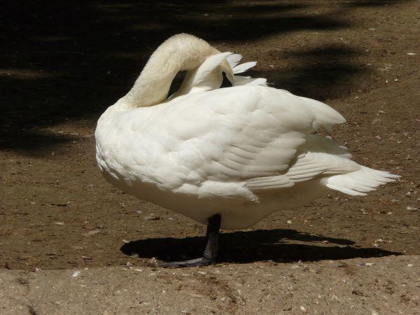 bird texture 0012 - Texturelib