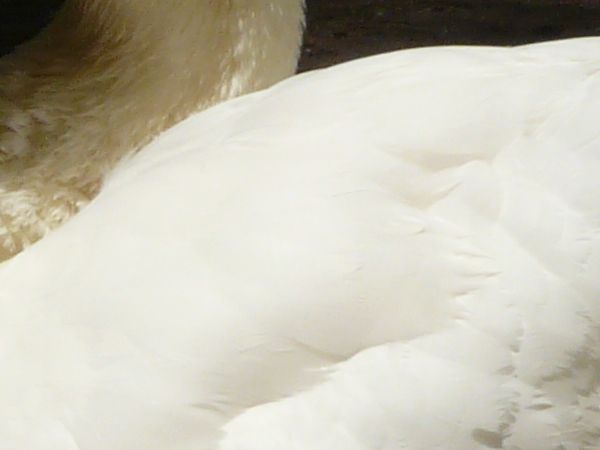 bird texture 0012 - Texturelib