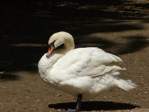 bird textures - Texturelib