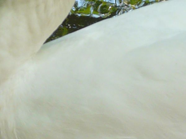 bird texture 0012 - Texturelib