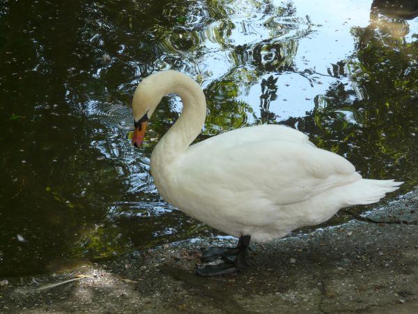 bird texture 0012 - Texturelib