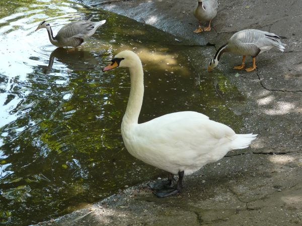 bird texture 0012 - Texturelib