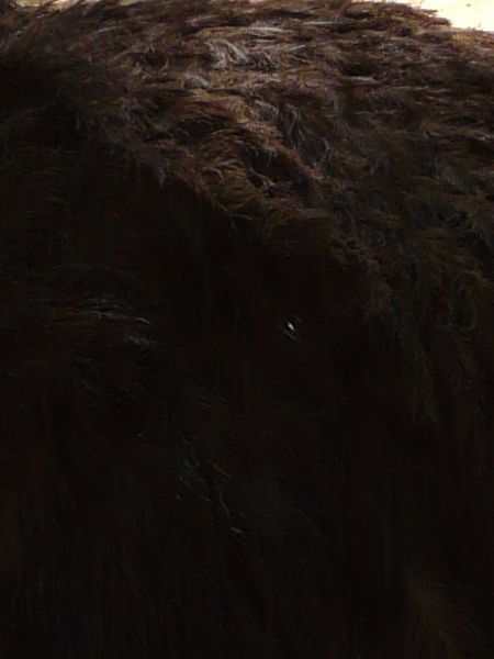 bird texture 0013 - Texturelib