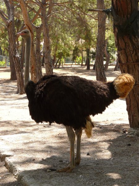 bird texture 0013 - Texturelib