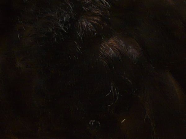 bird texture 0013 - Texturelib