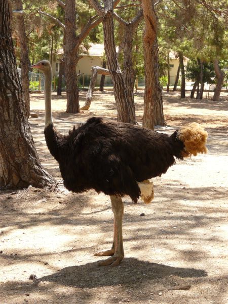 bird texture 0013 - Texturelib