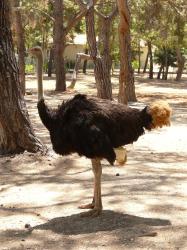 bird textures - Texturelib