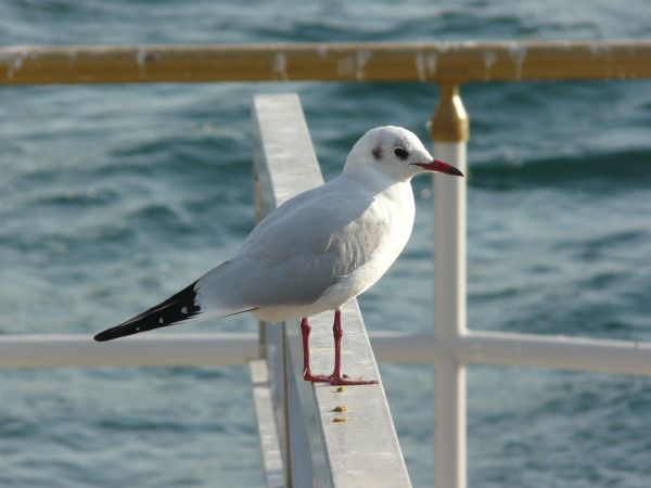 bird texture 0014 - Texturelib