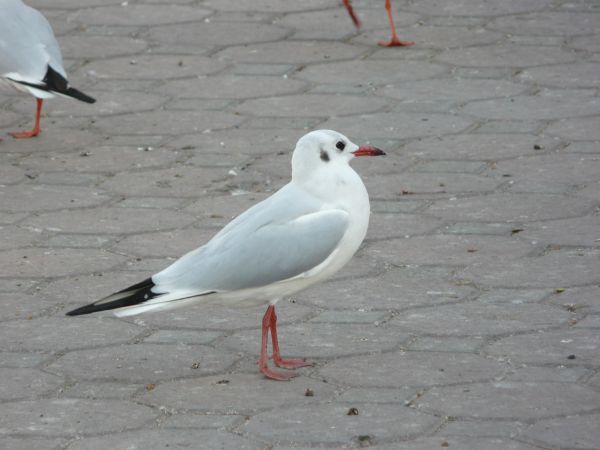 bird texture 0014 - Texturelib