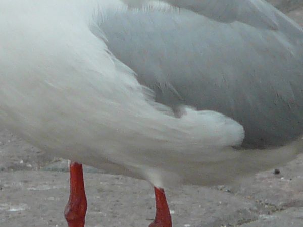 bird texture 0014 - Texturelib