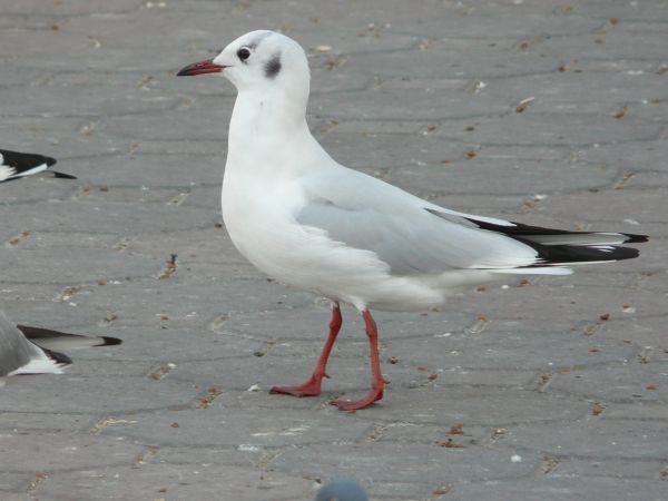 bird texture 0014 - Texturelib