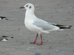 bird textures - Texturelib