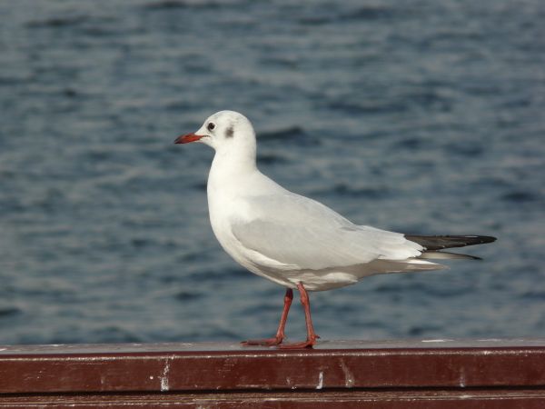 bird texture 0014 - Texturelib