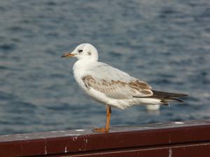 bird textures - Texturelib