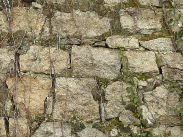 stone and vine texture 0066 - Texturelib