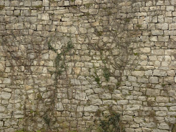 stone and vine texture 0066 - Texturelib