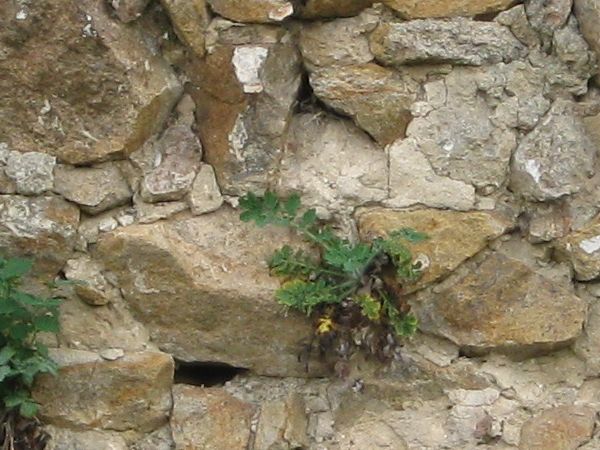 very rough stone wall 0101 - Texturelib