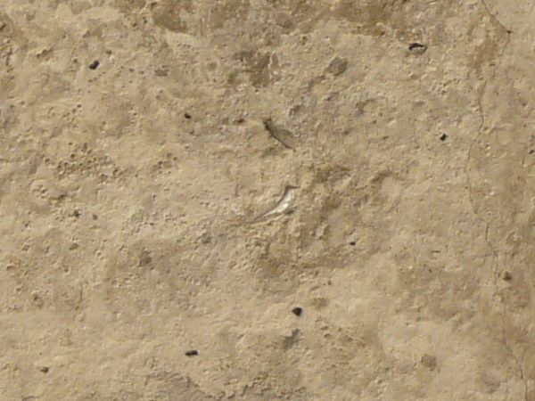 beige concrete texture 0036 - Texturelib