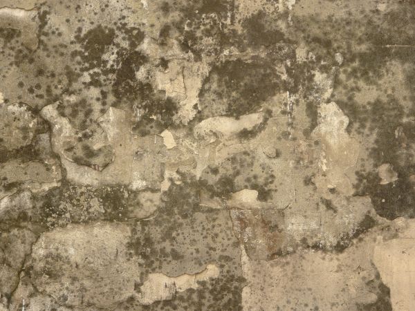 rough concrete texture 0016 - Texturelib