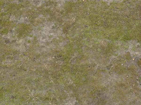 grass and plant texture 0004 - Texturelib