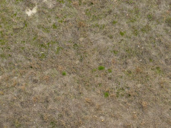 dry brown grass 0005 - Texturelib