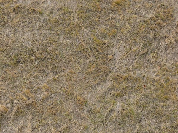long arid grass texture 0006 - Texturelib