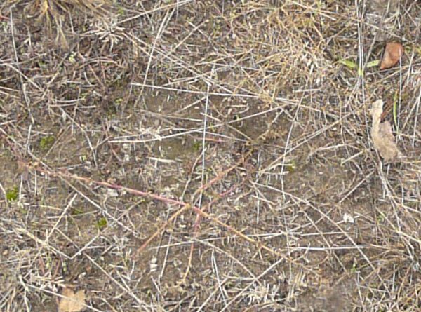 arid texture 0010 - Texturelib