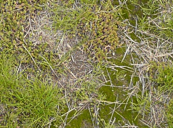 seamless short green grass 0012 - Texturelib