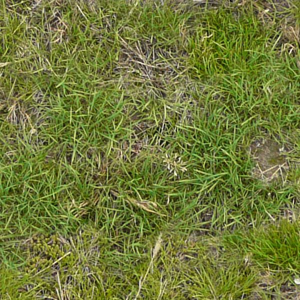 seamless short green grass 0012 - Texturelib