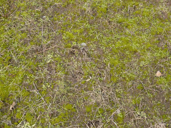 grass and moss texture 0028 - Texturelib