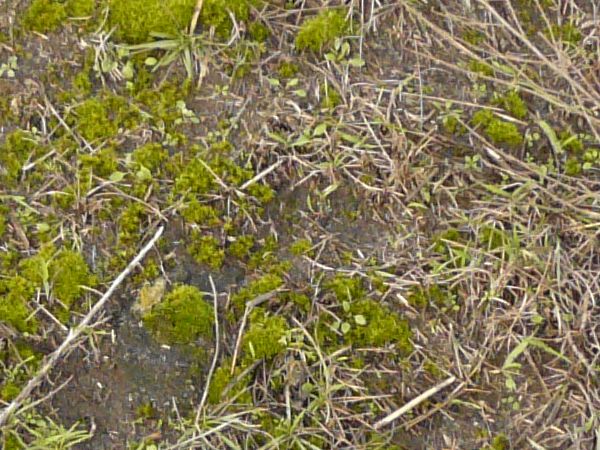 grass and moss texture 0028 - Texturelib