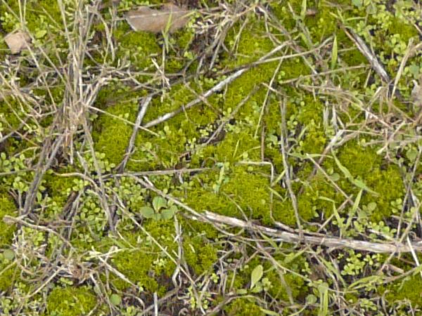 grass and moss texture 0028 - Texturelib