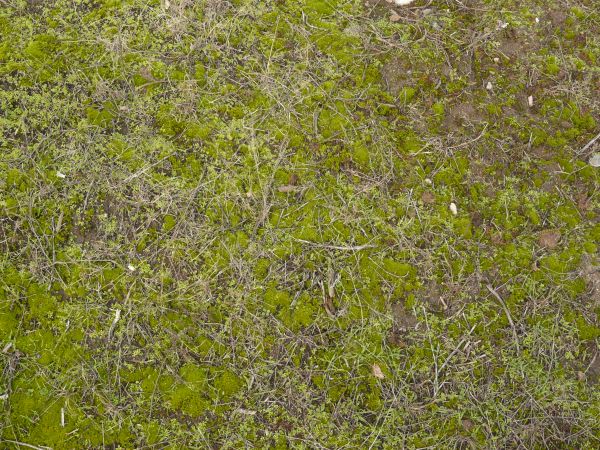 grass and moss texture 0028 - Texturelib