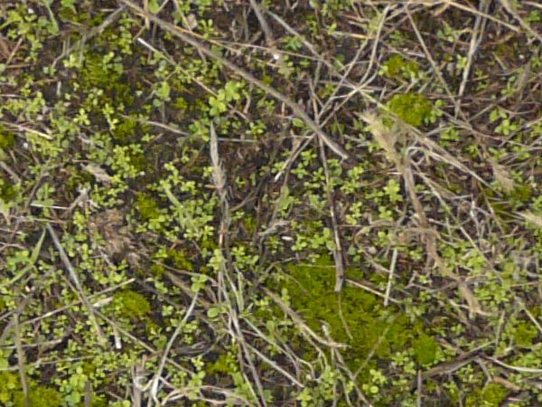 grass and moss texture 0028 - Texturelib