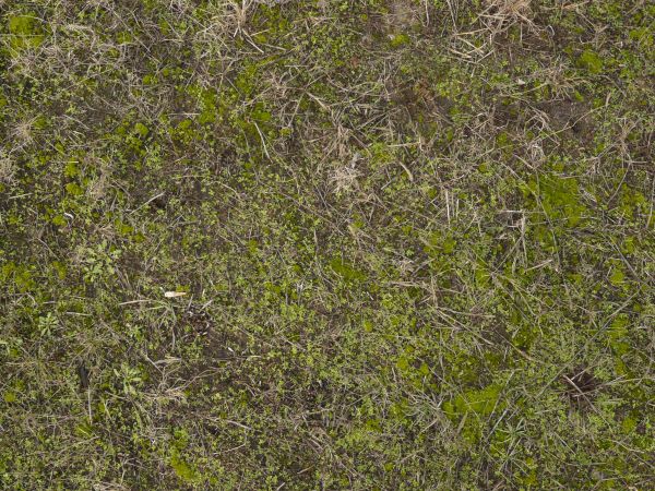 grass and moss texture 0028 - Texturelib